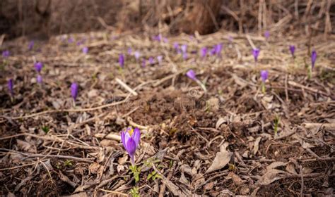 Dry Grass Meadow With Wild Purple Iris Crocus Heuffelianus Flowers