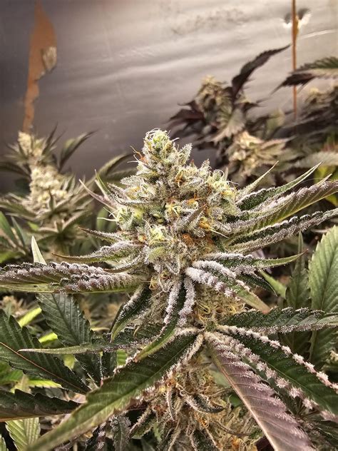 2b Blunt Update R Elev8seeds