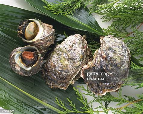 Variety Types Of Shellfish High Angle View Photos And Premium High Res