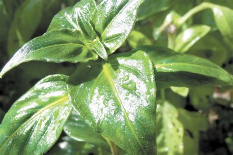 Plant Mushroom Herb In Deep Fertile Soil Cape Gazette