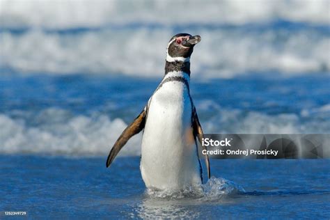 파도에 새 물에 펭귄 바다 파도에 새 파도 속에서 수영하는 펭귄 물 속에서 바다 새 배경에 바다 파도에 마젤라닉 펭귄 포클랜드 제도 남극 귀여운에 대한 스톡 사진 및 기타