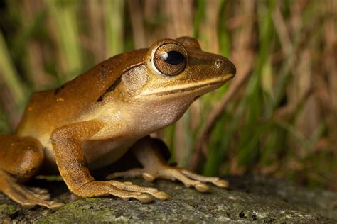 The Brown Tree Frog