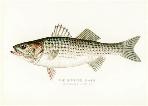 Striped Bass Drawing By David Letts Pixels