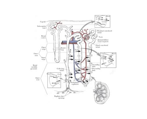 Loop Diuretics Diagram Quizlet