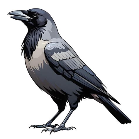 Hooded Crow Corvus Cornix Vector Illustration Premium Ai Generated Image