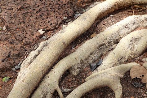 Trunk And Big Tree Roots Tree Roots Tangle Around Each Other On The