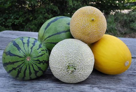 Melonen Was Ist Der Unterschied Aktuelles Landlinie