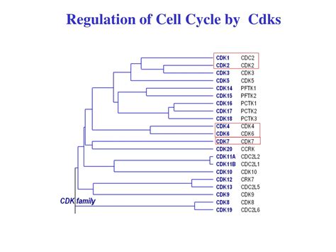 Ppt The Roles Of Cyclin Dependent Kinases Cdks In Regulation Of Transcription And Cell Cycle