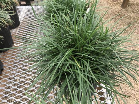 Ophiopogon Jaburan Variegata