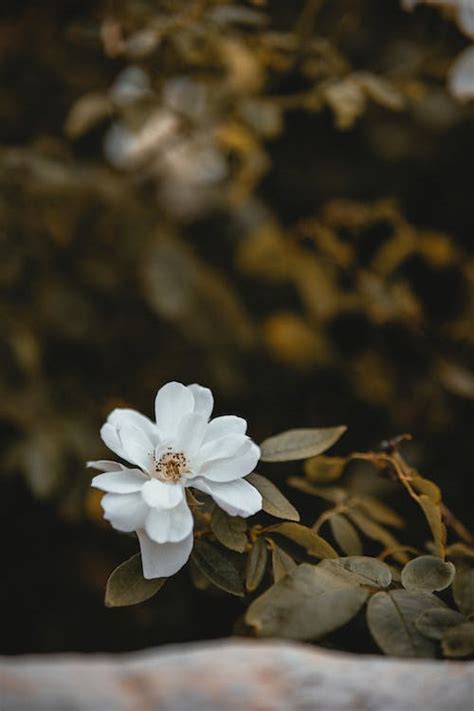 관목 꽃 나뭇잎 섬세한 성장 수직 쐈어 식물군 정원 확대 흰 꽃잎에 관한 무료 스톡 사진