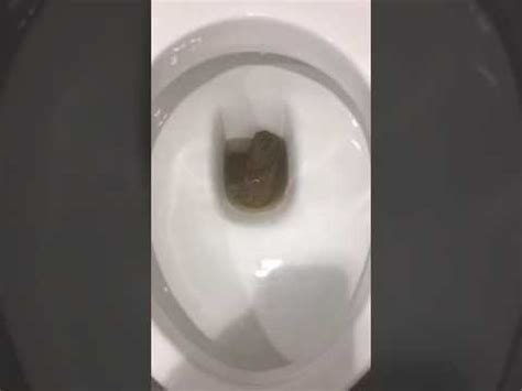 Huge Turd Youtube