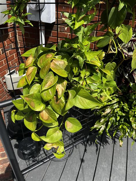 Pothos And Sunburn Rpothos