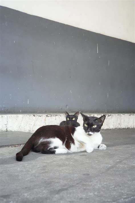 Oops May Sumilip R Catsofrph