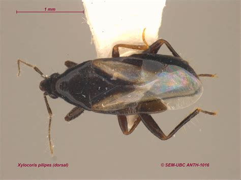 Xylocoris