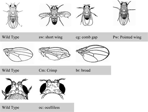 Six Illustrations Of D Melanogaster Mutations Corresponding To Table