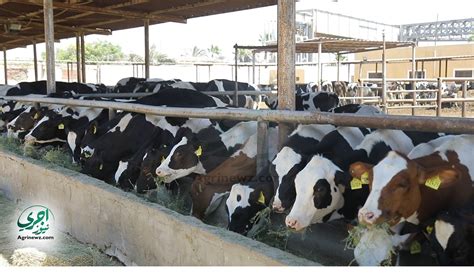 أمراض الأبقار الشائعة الأسباب وطرق الوقاية والعلاج