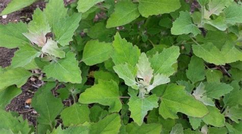 Bathua Seeds Of India