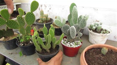 Como reproduzir os seus cactos de maneira fácil e rápida Tenha um