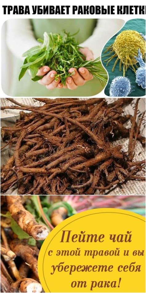 ЭФФЕКТИВНЕЕ ХИМИОТЕРАПИИ ТРАВА УБИВАЕТ РАКОВЫЕ КЛЕТКИ