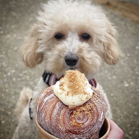 Teddy Cavapoochon Storm Dennis Is On The Way Which Means Its My Flat Cap Day To Keep My