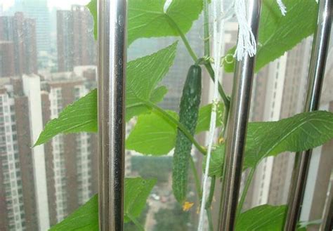 陽台種黃瓜長得慢不結果？巧用這個方法，一顆黃瓜苗結出一個瓜只用3天 每日頭條