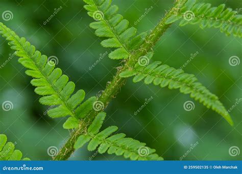Fern Is A Member Of A Group Of Vascular Plants That Reproduce By Spores