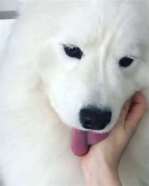 Milk Samoyed By Milk The Samoyed Tumbex