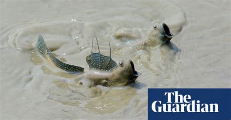 Scientific Phenomena Photographs Of The Year In Pictures Art And Design The Guardian