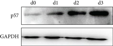 Increased P57 Expression During Mesc Differentiation A The