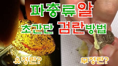 레오파드게코도마뱀 파충류알 유정란 무정란 초간단 검란방법 Youtube