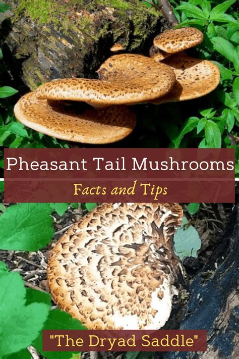 Facts About The Pheasant Tail Mushroom Mushroom Health Guide
