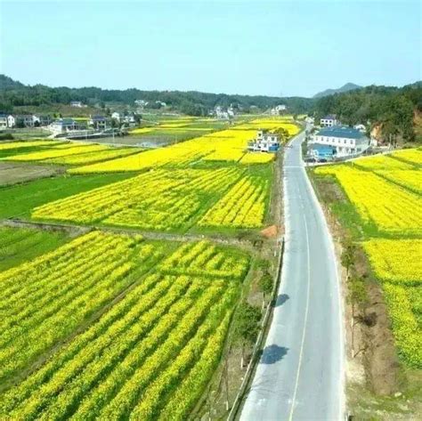 湘潭这些赏油菜花胜地，你去过吗？韶山市金石镇流水