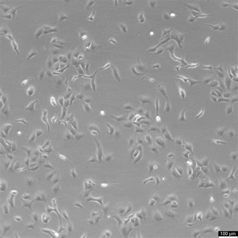 Sk N Sh Cells