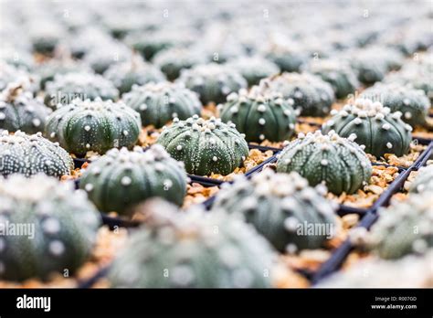 Cactus Many Variants In The Pot For Planting Arranged In Rows Select