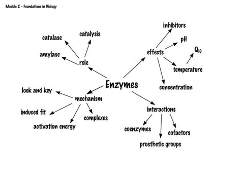 Mindmap 2 Enzymes Pdf