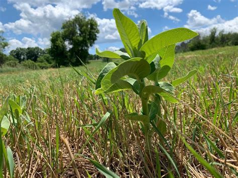 Regrow Milkweed For Monarchs Last Call To Participate Gardening In