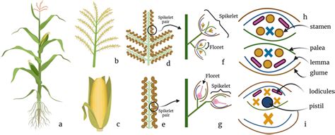 Floral Organ Development In A Maize Plant A Adult Maize Plant In