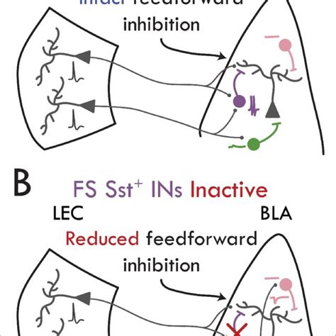 4 Synaptic Regulation Of Pvn Crh Neurons Excitatory Projections From