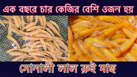 ৪ কেজির বেশি ওজন হয় ১ বছরে সোনালী হাইব্রিড রুই মাছ Hybrid Sonali Roi