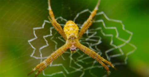 The Evolution Of Sex Toys Pleasure And Innovation Through The Ages