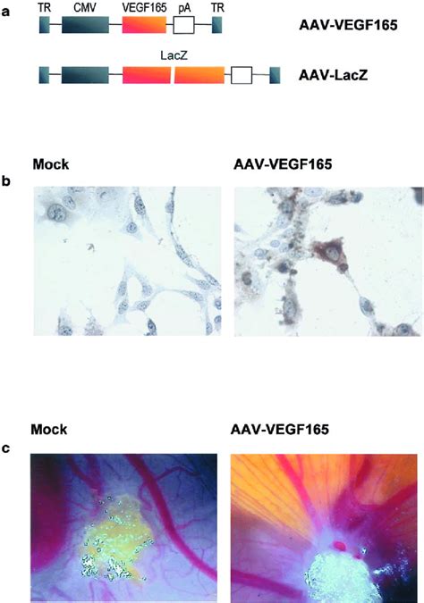 Induction Of Neo Angiogenesis By Aav Vegf165 A Schematic