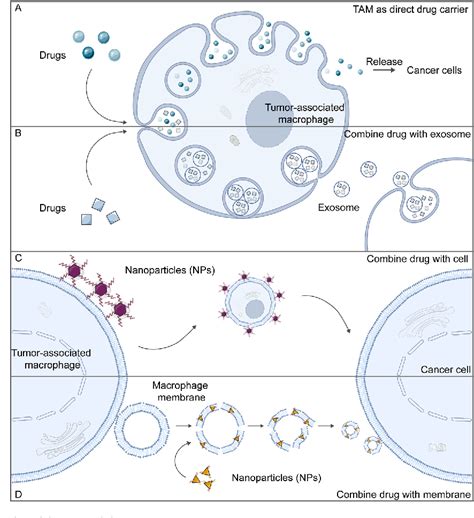 Figure 1 From Dual Identity Of Tumor Associated Macrophage In Regulated