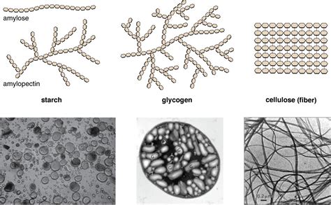 Molecular Structure Of Starch And Cellulose Superprof