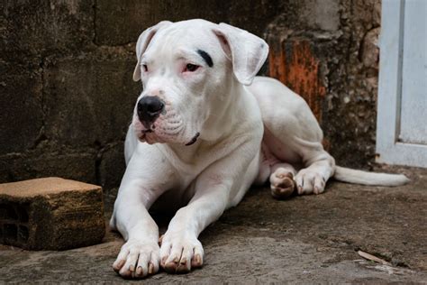 Dogo Argentino Een Temperamentvolle Hond Hondnl