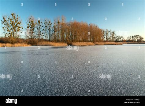 Snow On A Frozen Lake Trees Without Leaves And Blue Sky Stock Photo Alamy