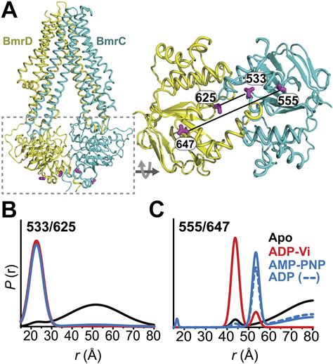 Figures And Data In Conformational Dynamics Of The Nucleotide Binding