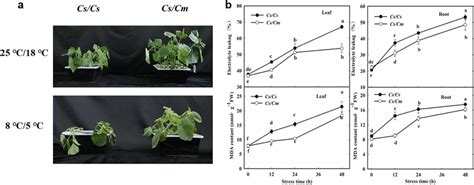 Effects Of Grafting On El And Mda Of Cucumber Under Chilling Stress A