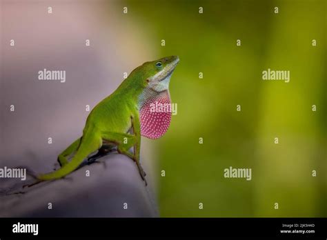 A Male Green Anole Anolis Carolinensis Shows Off His Red Dewlap Or