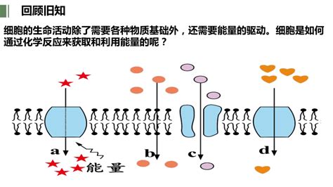 51 降低化学反应活化能的酶课件 2023 2024学年高一上学期生物人教版（2019）必修1（共71张ppt） 21世纪教育网