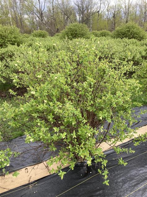 Haskap Lonicera Caerulea Subsp Caerulea Aurora In The Honeysuckles